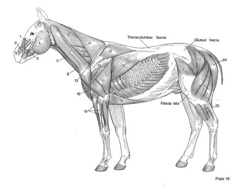 Superficial Muscle Diagram Diagram Quizlet