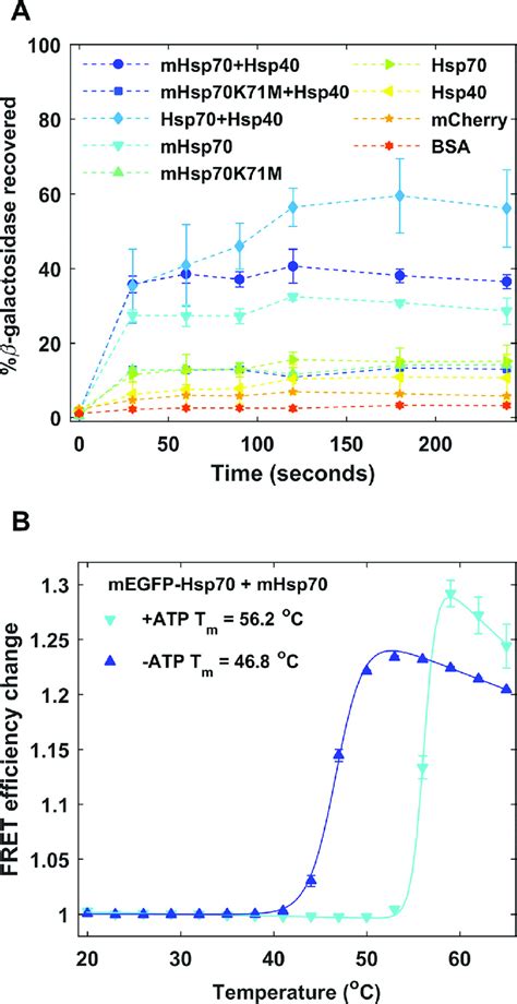In Vitro Characterization Of Mhsp70 Filled Markers And Dashed Lines