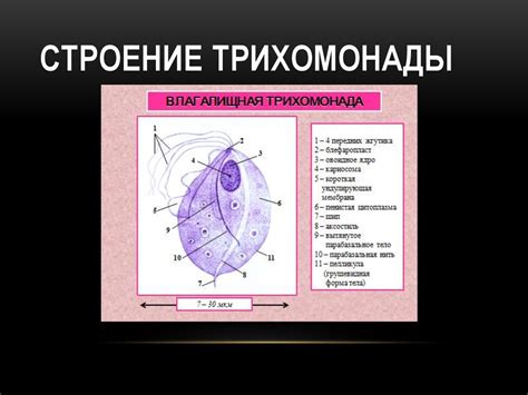 Трихомониаз презентация онлайн