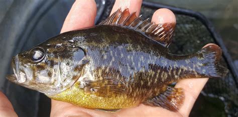 Sunfish Vs Bluegill Identification Guide Outdoor Life