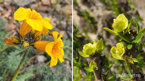 Primeras Flores Dan La Bienvenida Al Desierto Florido 2022 La