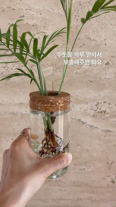 수경재배하기 쉬운 테이블야자 사무실식물 실내식물 수경재배식물 식물이주는기쁨 Youtube
