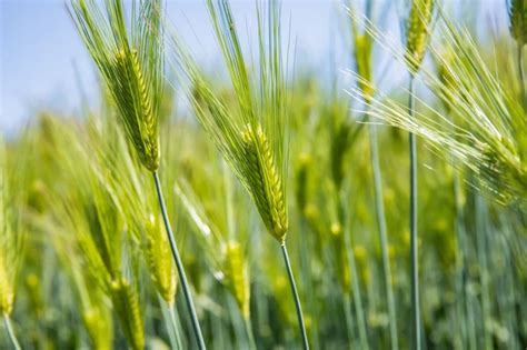 Pisi Pisi Otu Faydaları Nelerdir