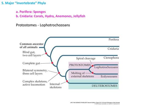 Protostomes Lophotrochozoans Ppt Download