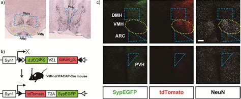 neural projection from vmh pacap neurons to the dmh a the mrna