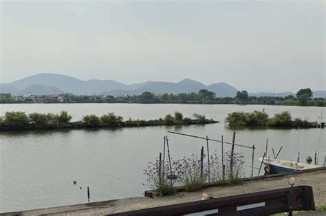 15 春の西の湖琵琶湖内湖 アトリエ美風景