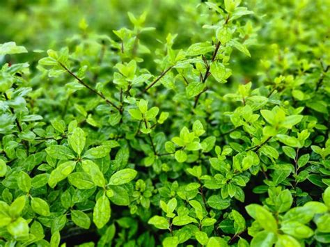Pittosporum Tenuifolium Golf Ball