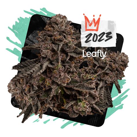 Permanent Marker Strain Premium Hybrid Seeds For Creativity