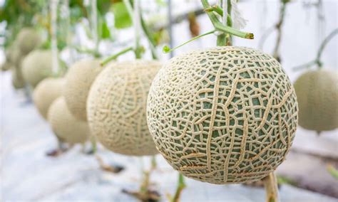 Melon Cantaloupe Name At Merrill Lavallee Blog