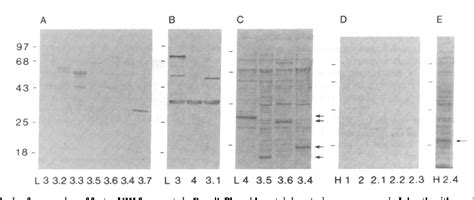 Figure 2 From Epitope Mapping Of Human Factor Viii Inhibitor Antibodies