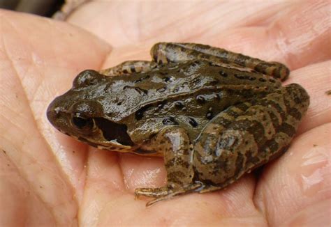 ヤマアカガエルとニホンアカガエルの違いを比較見分け方についても 生物モラトリアム