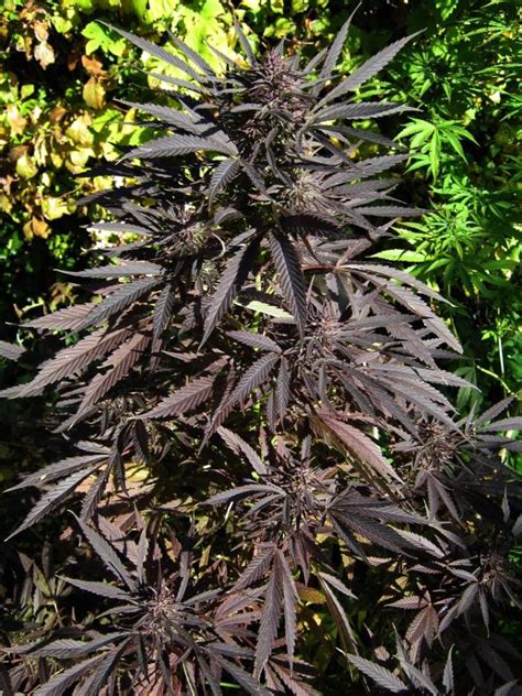 Black Mamba Cannabis What Is The Black Mamba Cannabis Strain