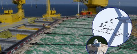 Bird Deterrent Systems For Offshore Operations Telecom It And Elv Systems
