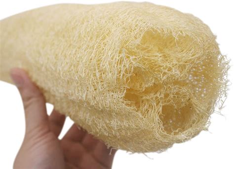 Egyptian Raw Whole Loofah Sponge Online Cute Eve