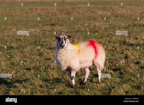 Derbyshire Gritstone Ewes Raddle Or Reddle Ram Covered And Mounted Dyed Hill Sheep Trough Or