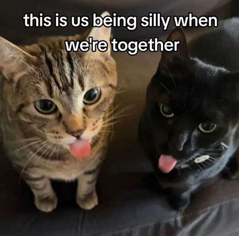 Kittens Are Undeniably Adorable With Their Tiny Paws Playful Antics