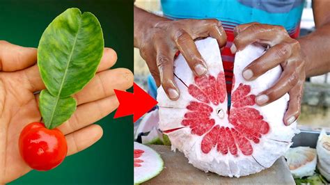 Unique Technique Of Growing Pomelo With Leaves Gives Unexpected Results