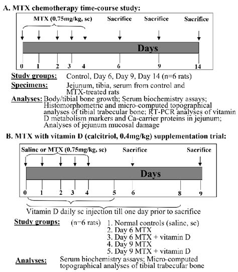 Design Of This Study A Methotrexate MTX Chemotherapy Time Course