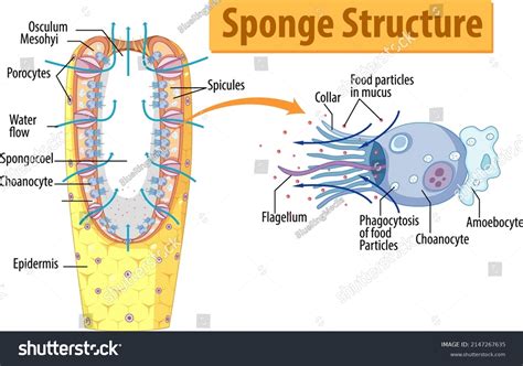 Vase Sponge Diagram
