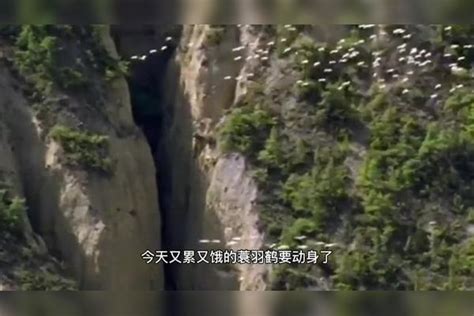 刚经历过乱气流又被金雕追杀蓑羽鹤恐怕是在劫难逃了 气流 经历