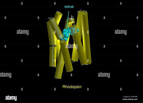 Rhodopsin Cycle Animation
