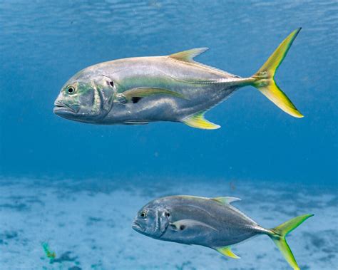 La Carangue Crevalle Caranx Hippos Poissons Marins Vie Marine