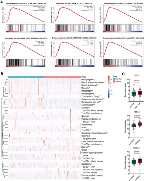 The Different Tumor Microenvironments Between High Risk Groups And Download Scientific Diagram