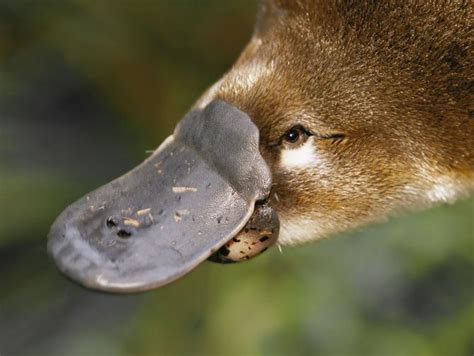 What Is A Duck Billed Platypus At Maddison Loch Blog