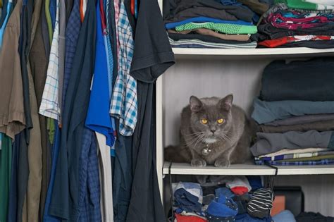 Why Does My Cat Pee On My Clothes 13 Causes And Solutions