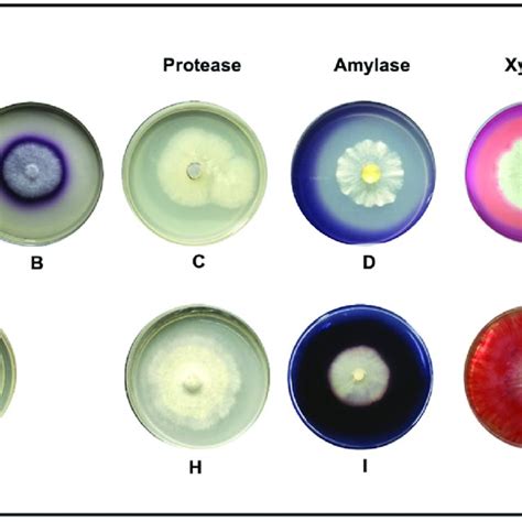 Qualitative Enzymatic Assay On Solid Medium With Visible Enzymatic