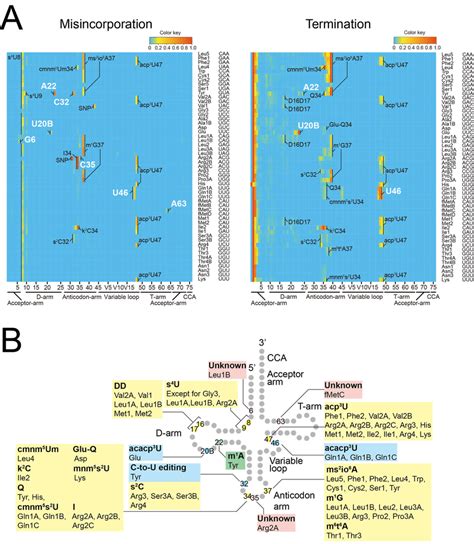 Profiling Trna Modifications In V Cholerae Through Trna Seq 392