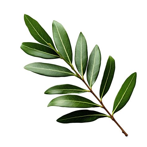 Olive Leaf Isolated On Background With 24954692 Png