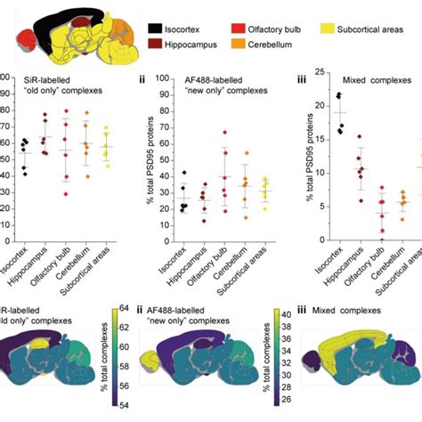 Protein Turnover In Synaptic And Total Psd95 Supercomplexes A A Download Scientific Diagram