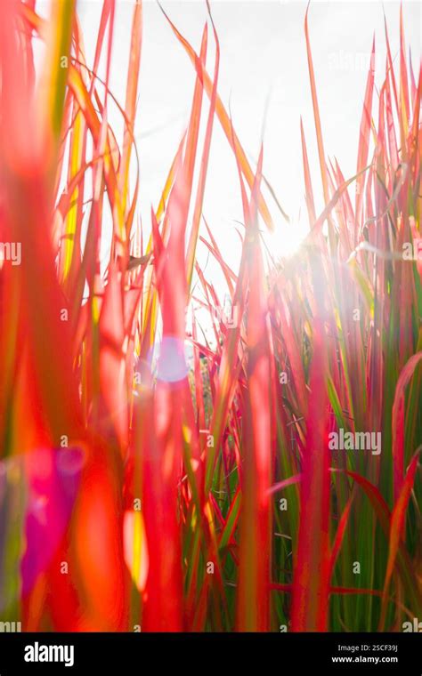 Japanese Blood Grassred Grass In Natural Lightimperata Cylindrica Red Barongrass Texture In Japanese Blood Grassred Grass In Natural Lightimperata Cylindrica Red Barongrass Texture In