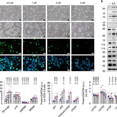 Dox Induced Senescence In Ihh Cells A Representative Images