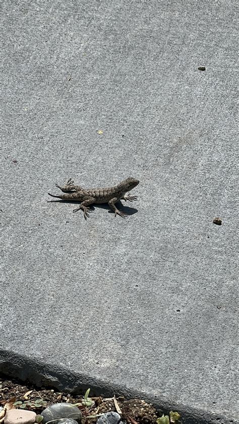 Western Fence Lizard From Villa Park Ca Usa On May 2 2024 At 0238 Pm By Chloeling · Inaturalist