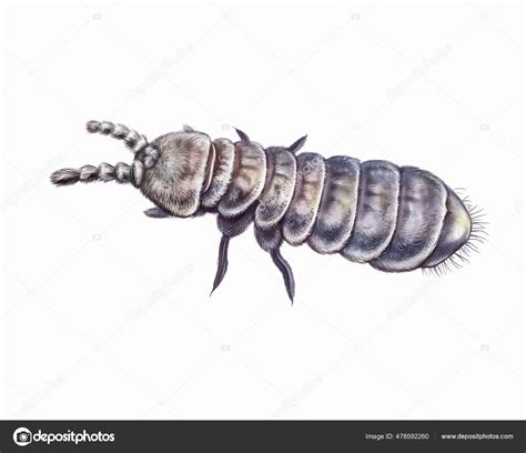 Springtail Collembola Small Arthropod Realistic Drawing Isolated Image