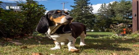 犬瘟热吃什么药 犬瘟热的症状有哪些 天奇生活