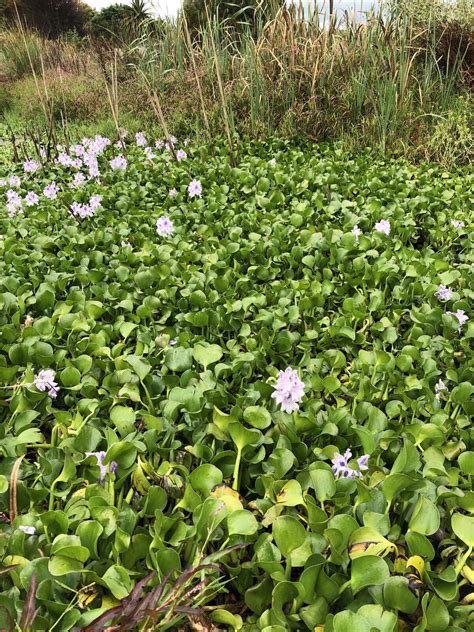 Gardeners Urged To Look Out For Invasive Water Plant Country News