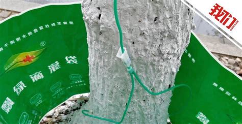 湖南株洲给行道树打点滴抗旱补充营养和水分 树木枯死明显减少 腾讯新闻