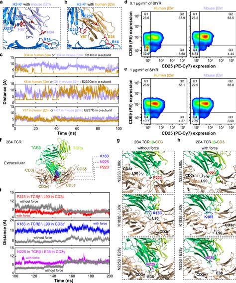 Model Validation By Mutagenesis Ac Comparison Of Structures A B Or
