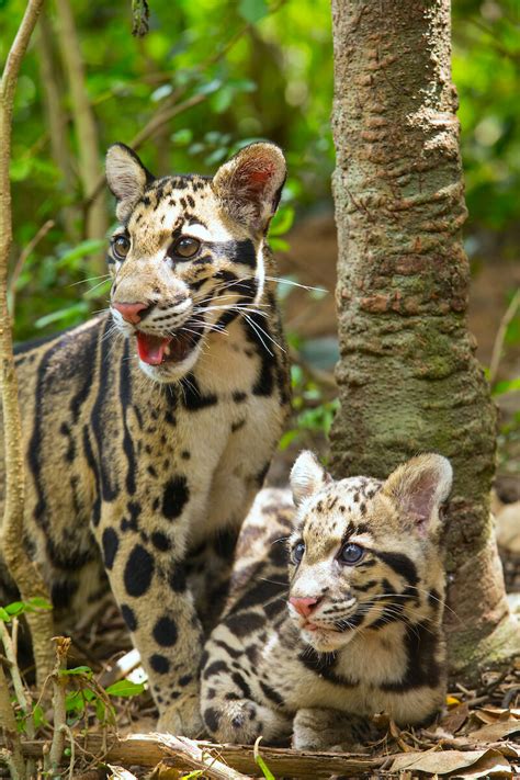 Clouded Leopards — The Ellen Fund Ellen Degeneres