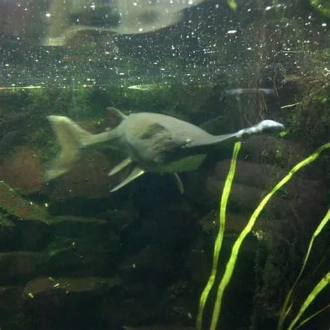 16 Fish Species In Lake Cumberland Updated Pond Informer
