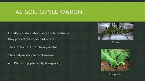 Pteridophytes Exploring The World Of Pteridophytes Pptx