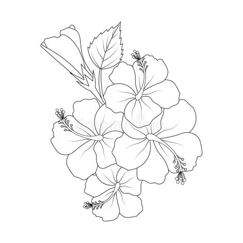 Hawaiian Flower Coloring Page Illustration With Line Art Stroke Of