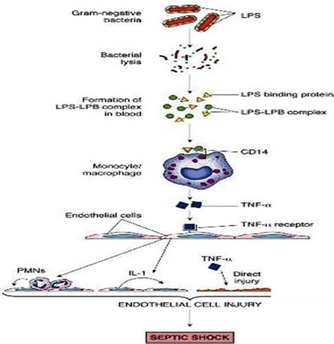 Pathology Of Fever Flashcards Quizlet