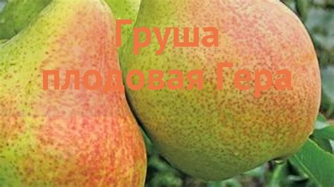 Груша плодовая Гера (pyrus communis) 🌿 плодовая груша Гера обзор: как ...