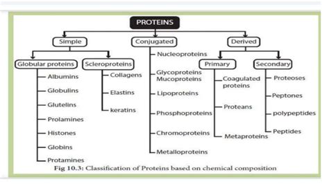 Protein Classification Pptx