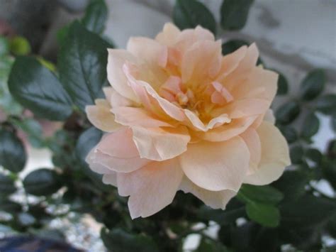 薔薇 なでしこの部屋