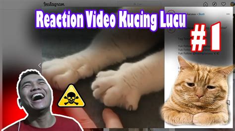 KUMPULAN VIDEO KUCING LUCU BIKIN NGAKAK YouTube